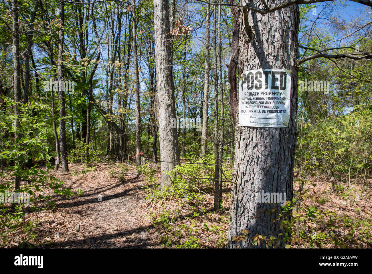 Tree trunk with "Posted" no trespassing sign attached and sunny wooded ...