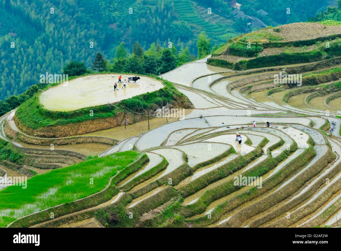 Farmer plowing water filled rice terrace with water buffalo, Longsheng ...