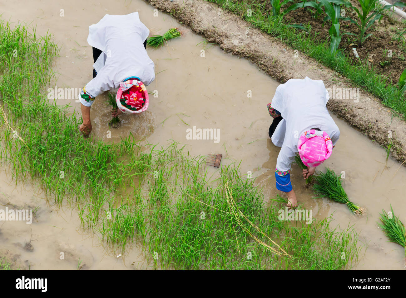 Farmers transplanting rice china hi-res stock photography and images ...