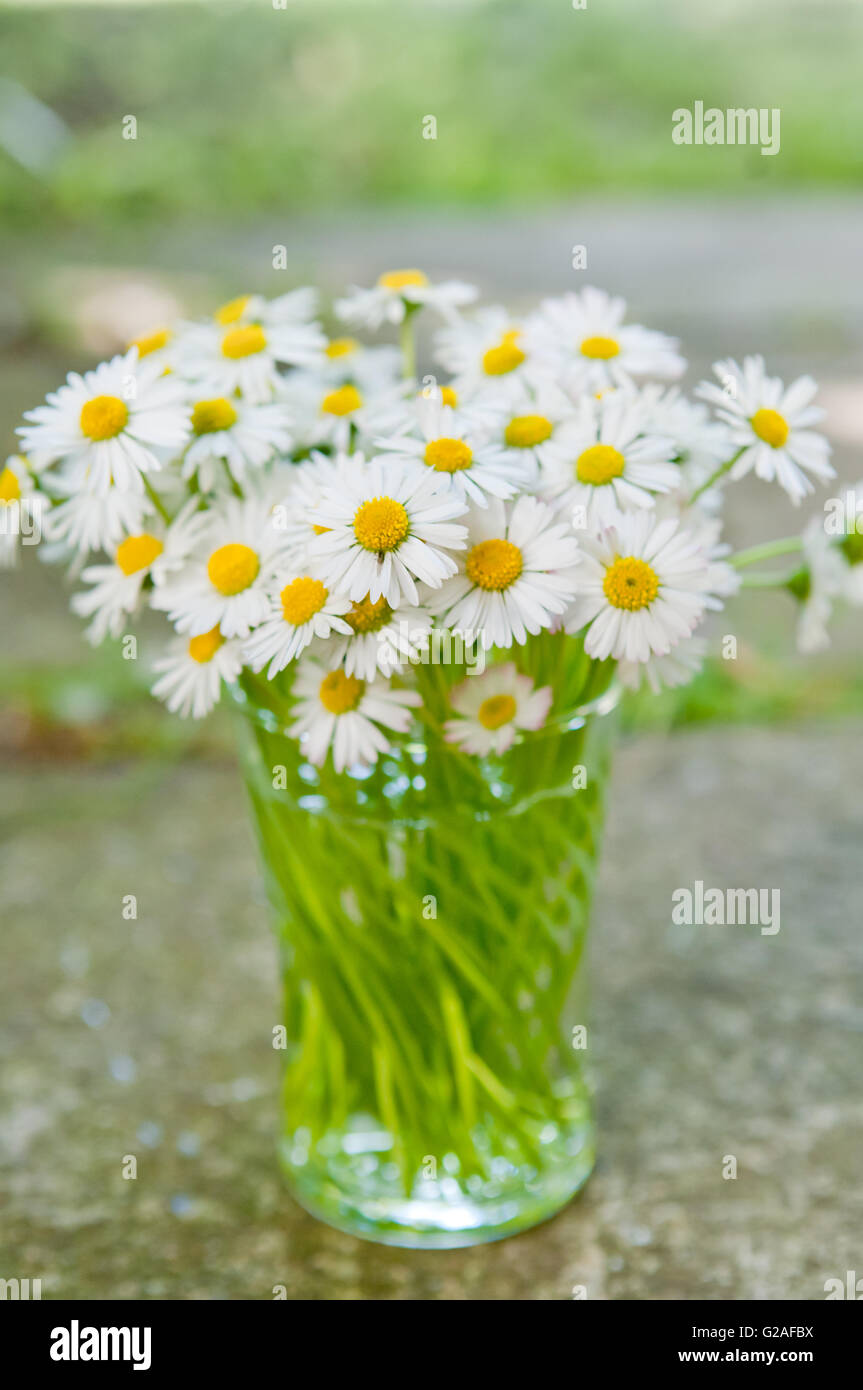 Bunch of daisy flower hi-res stock photography and images - Alamy