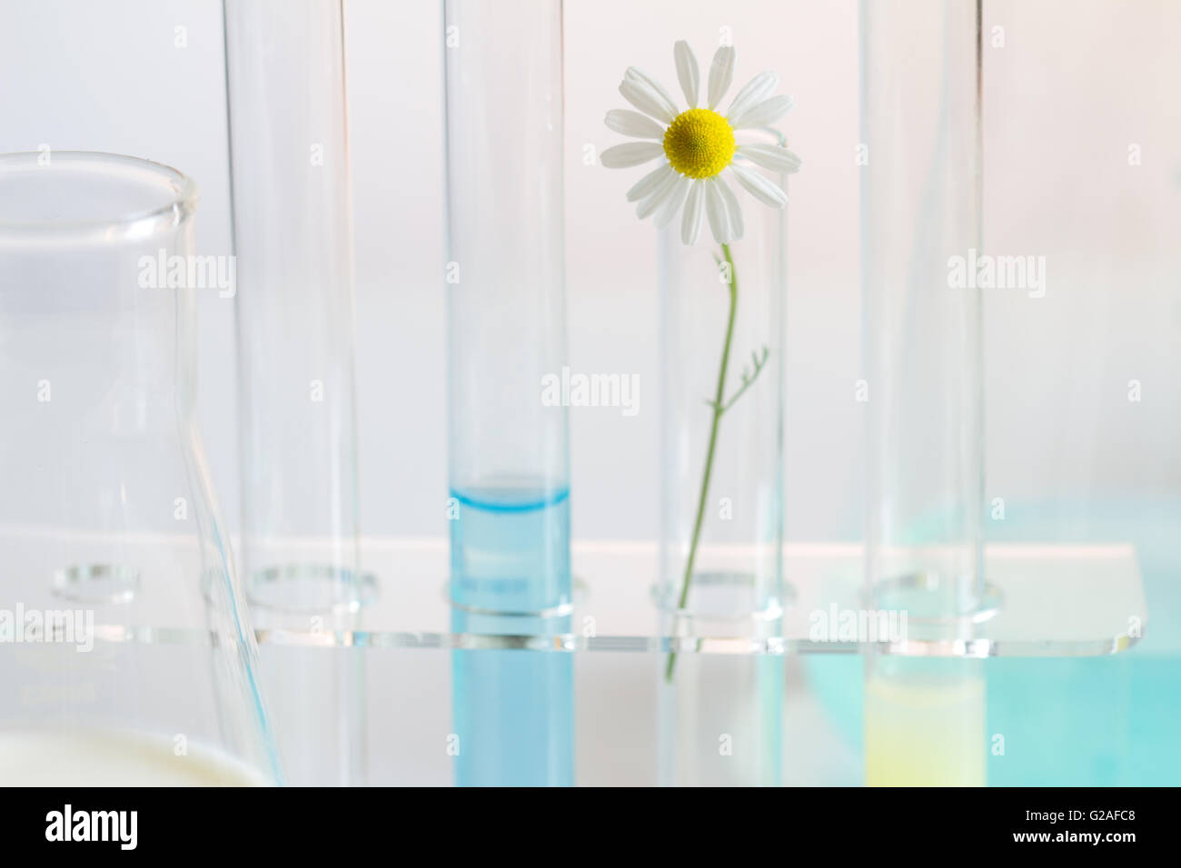 Natural herbal healthy cosmetics in the lab abstract with chamomile ...