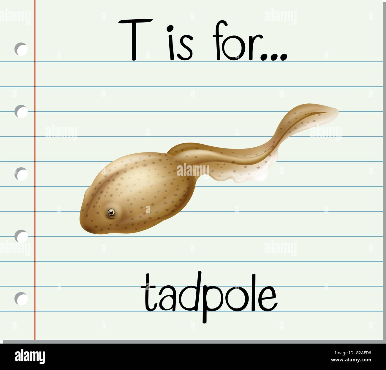 Flashcard letter T is for tadpole illustration Stock Vector Image & Art ...