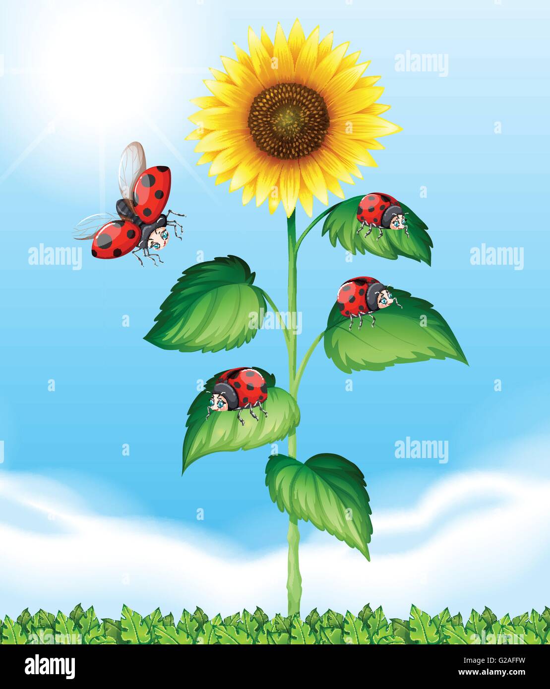 Ladybugs flying around sunflower illustration Stock Vector Image & Art ...