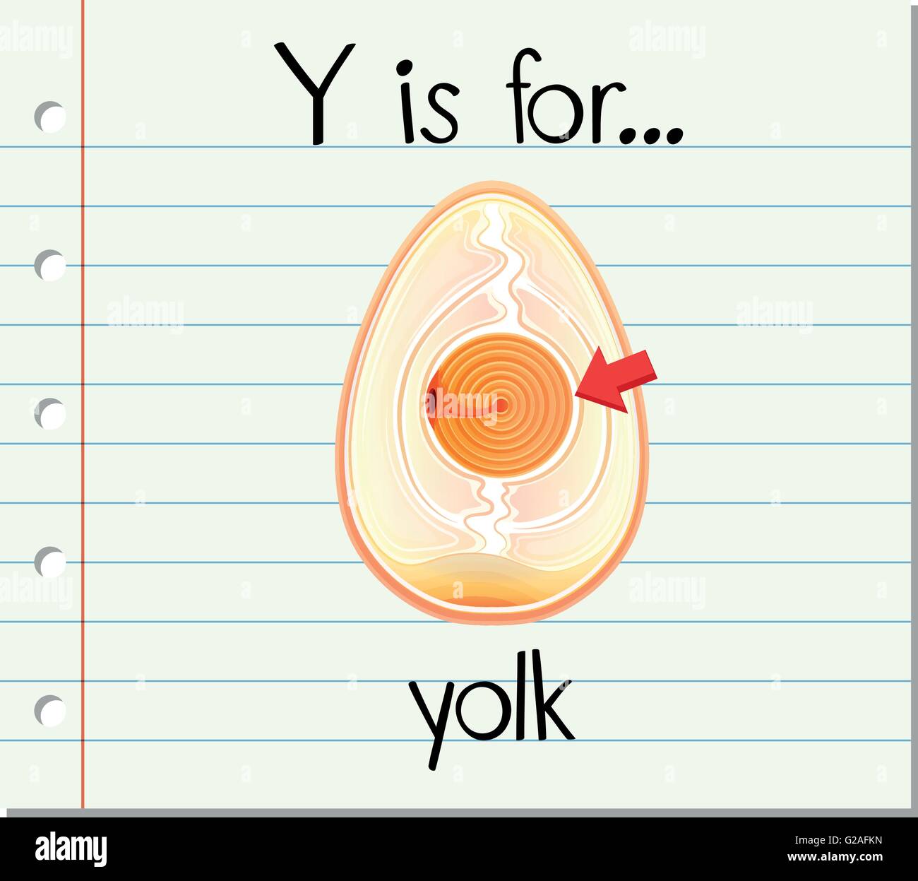 Flashcard letter Y is for yolk illustration Stock Vector Image & Art ...