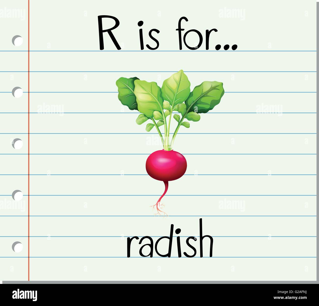 Flashcard letter R is for radish illustration Stock Vector Image & Art ...