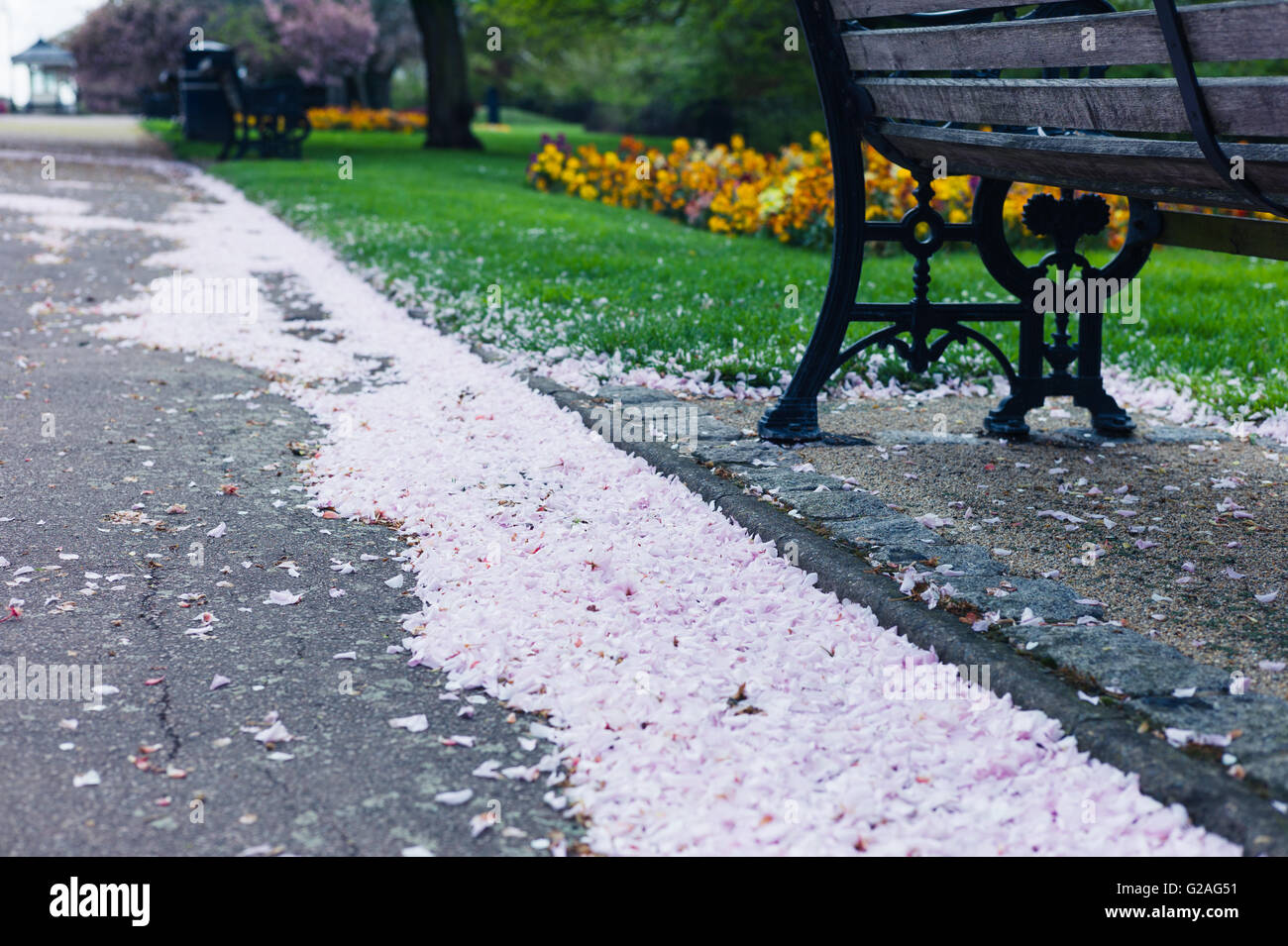 fallen cherry blossom in a park in the spring Stock Photo - Alamy
