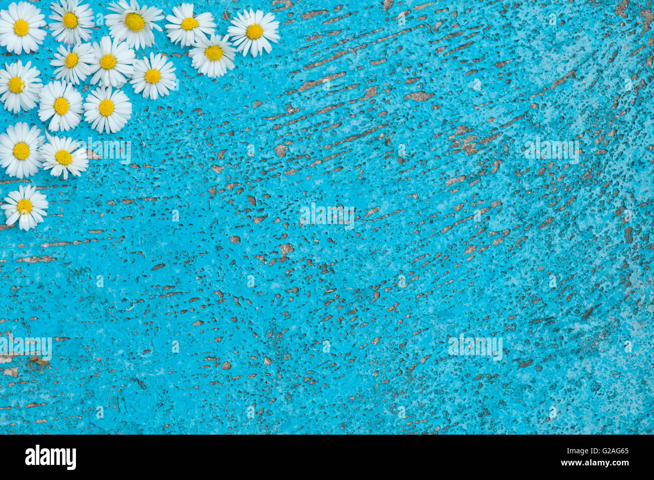 Light blue old textured background with daisy flowers turquoise ...