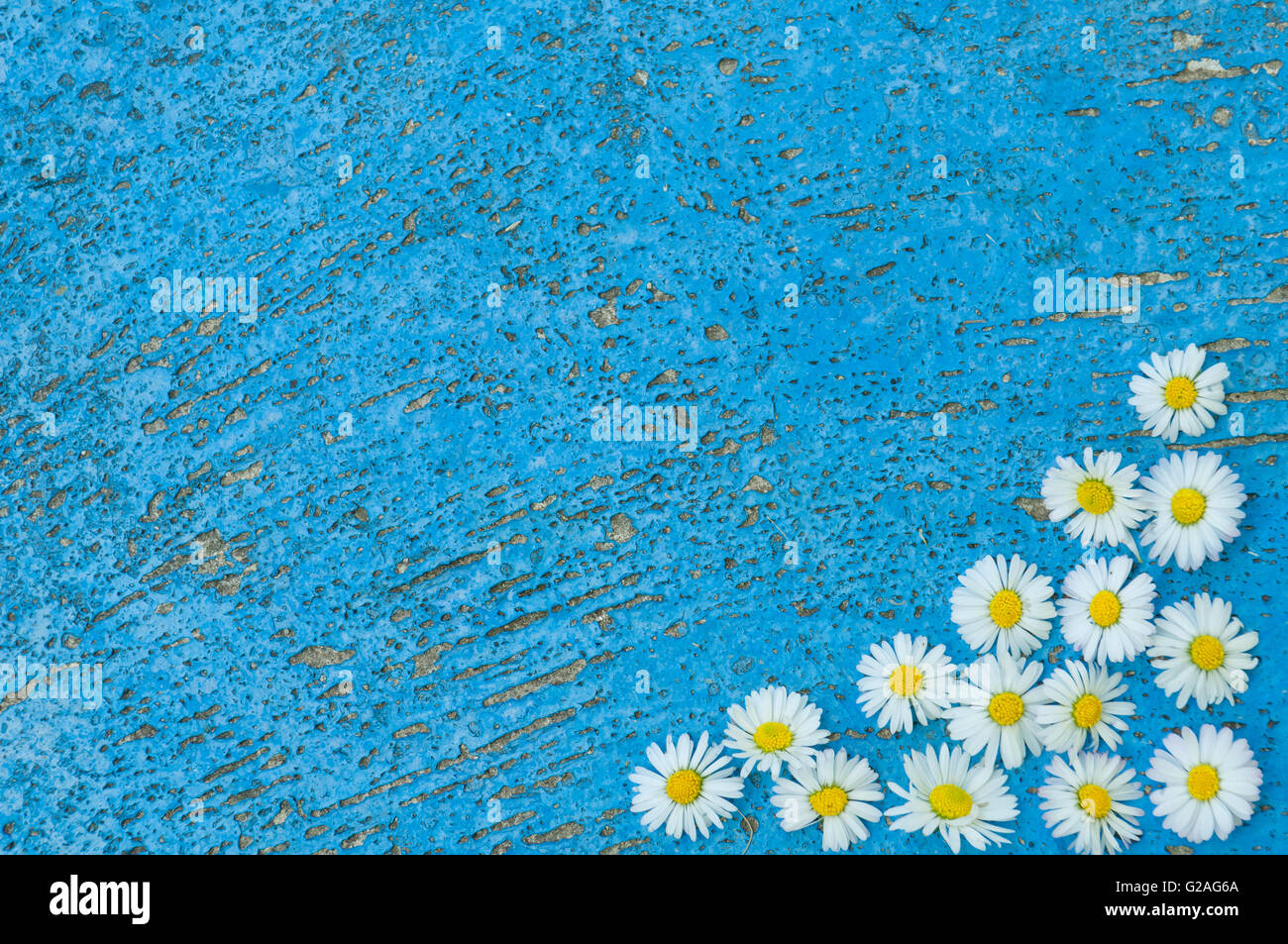 Light blue old textured background with daisy flowers turquoise ...