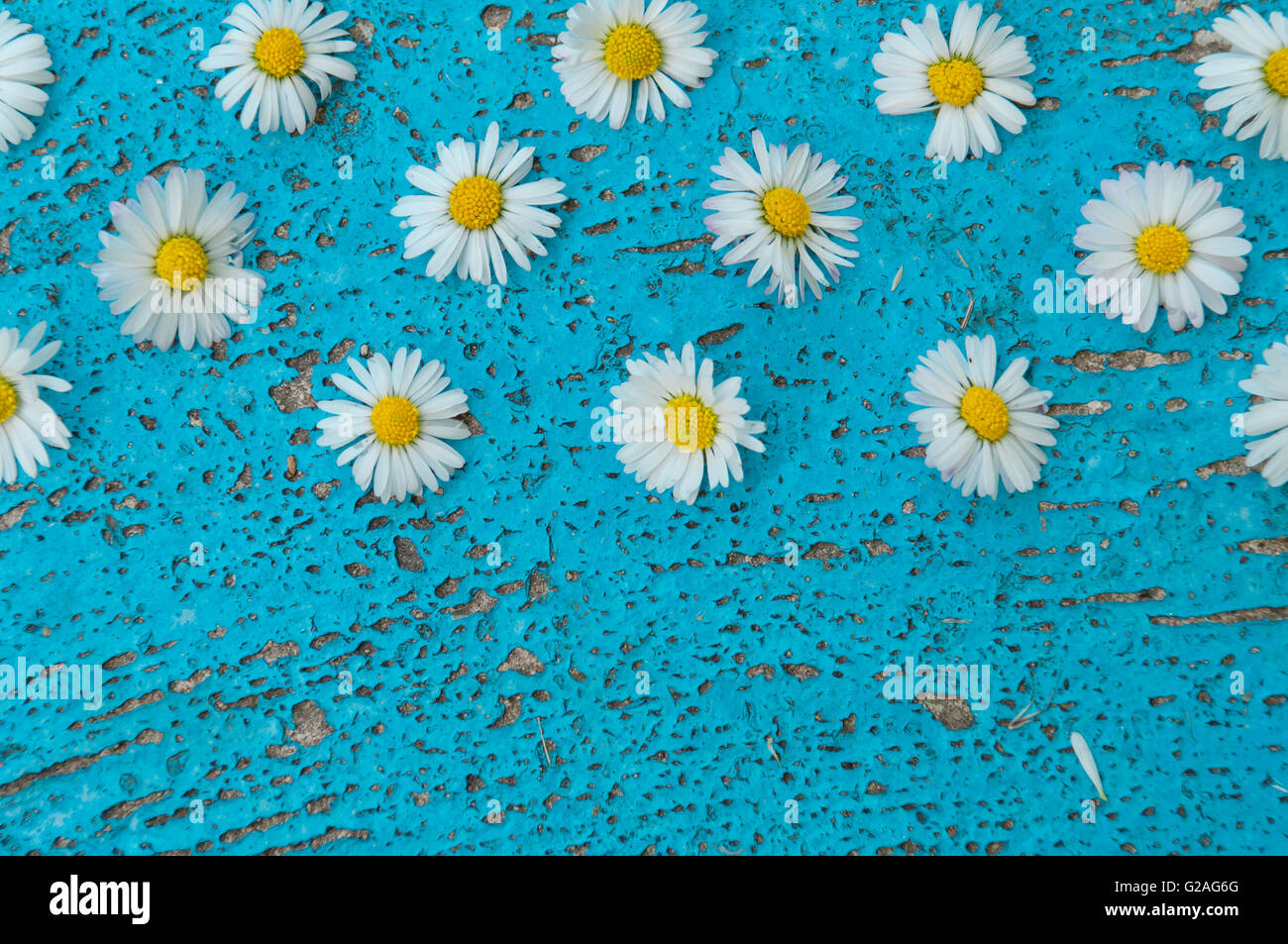 Light blue old textured background with daisy flowers turquoise ...
