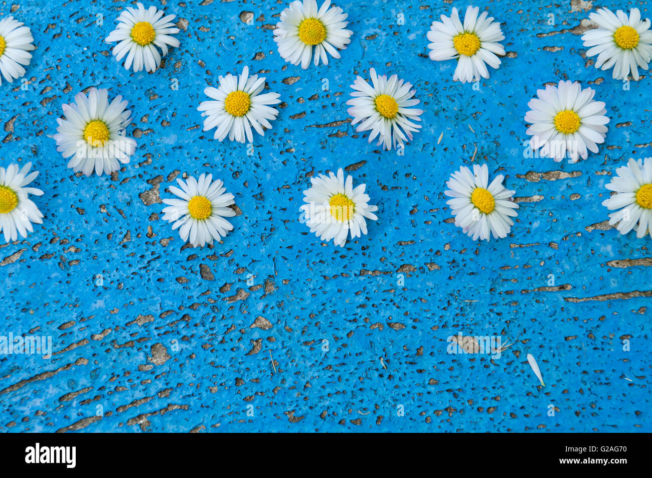 Light blue old textured background with daisy flowers turquoise ...