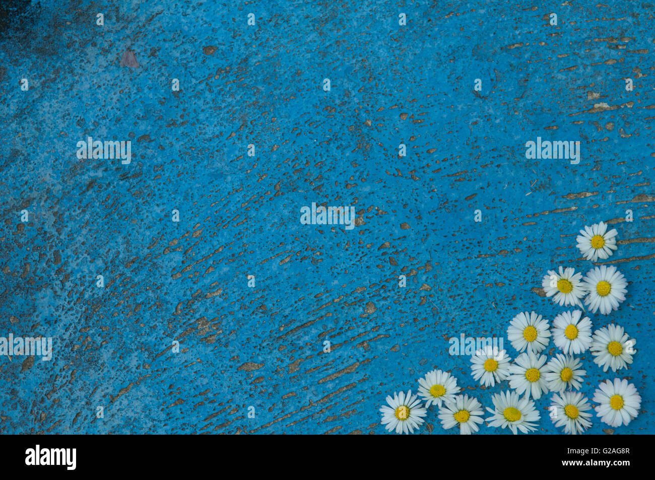 Light blue old textured background with daisy flowers turquoise ...