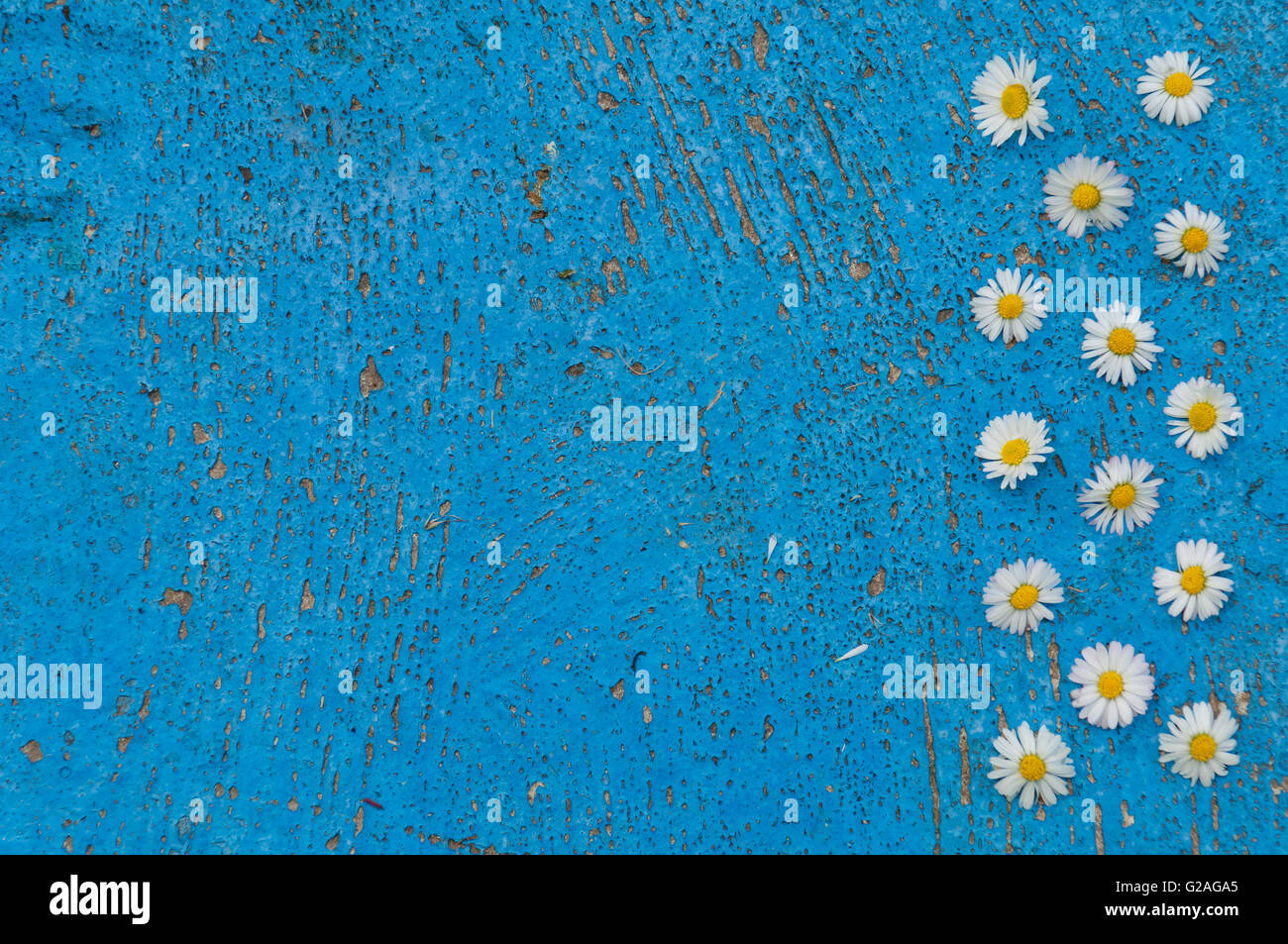 Light blue old textured background with daisy flowers turquoise ...