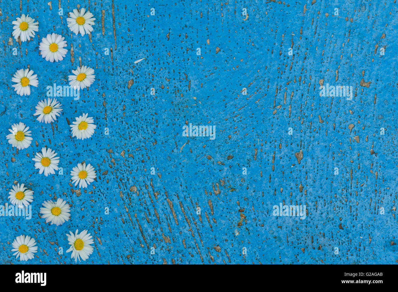 Light blue old textured background with daisy flowers turquoise ...