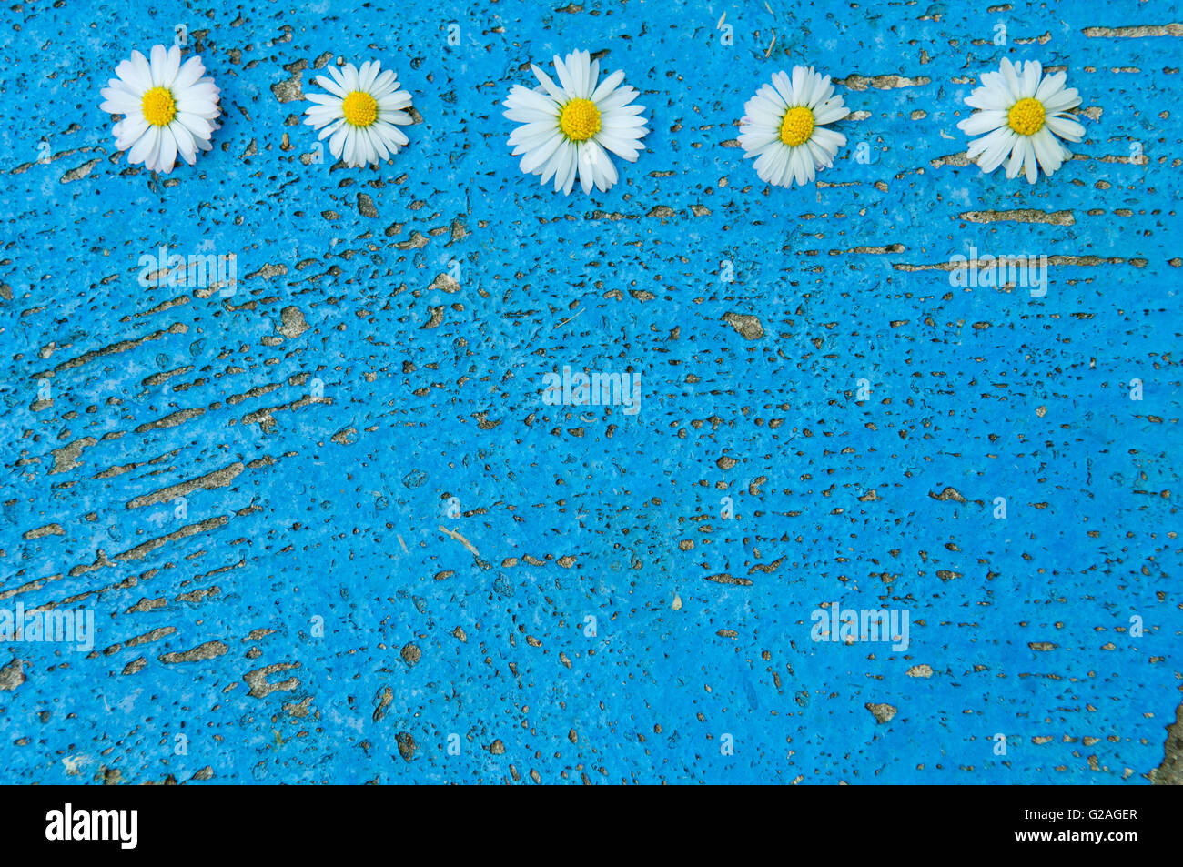 Light blue old textured background with daisy flowers turquoise ...