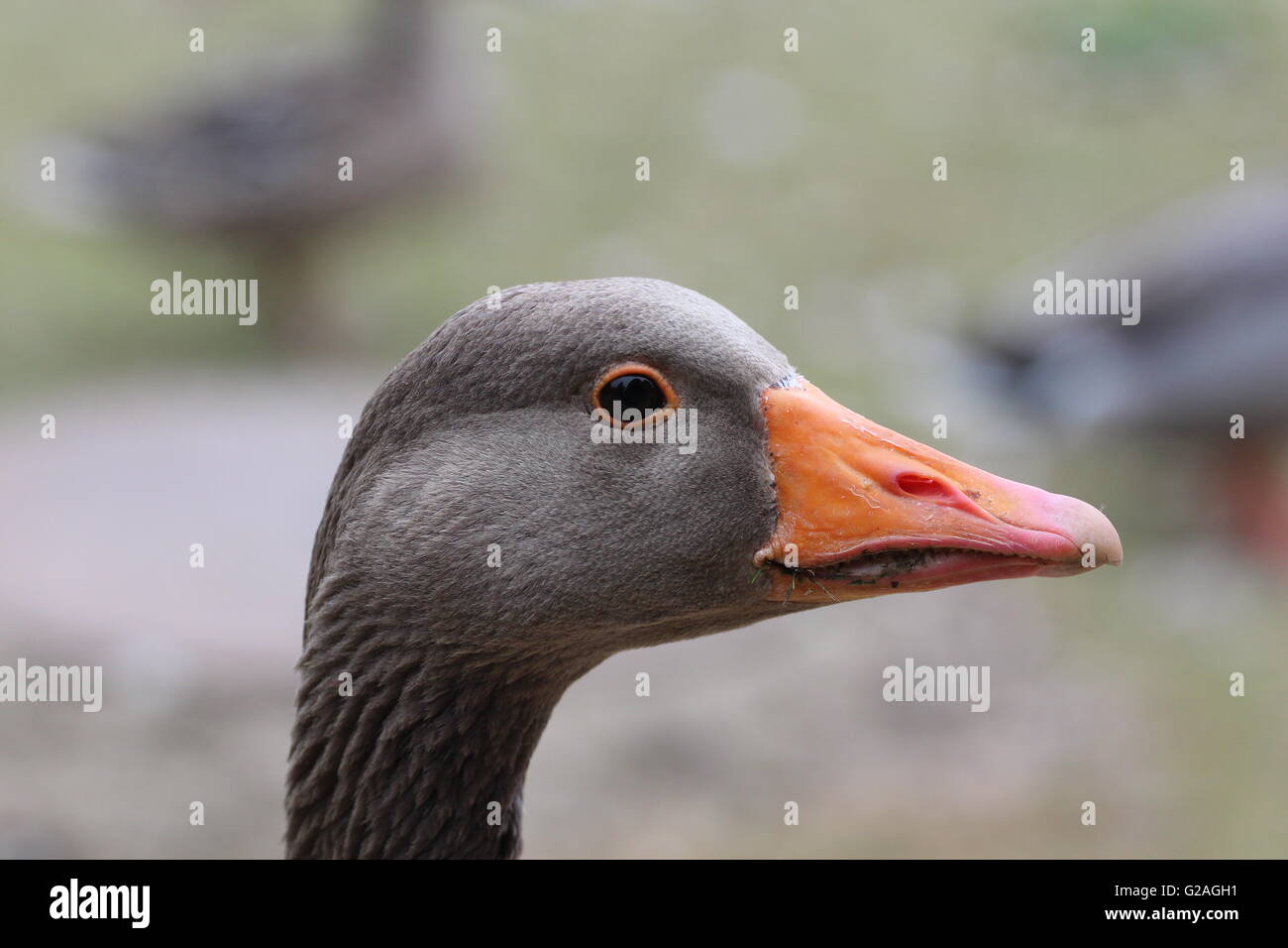 Goose bill hi-res stock photography and images - Alamy