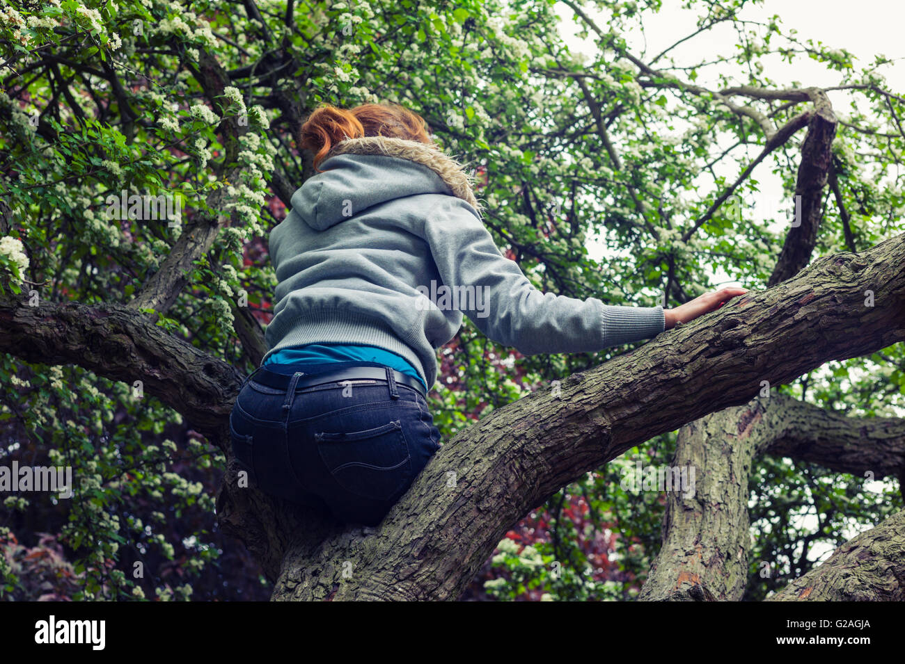 A trendy young woman is sitting in a tree Stock Photo - Alamy