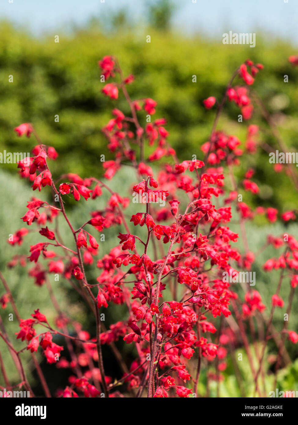 Beautiful vivid red bell shaped flowers of the Heuchera plant ...