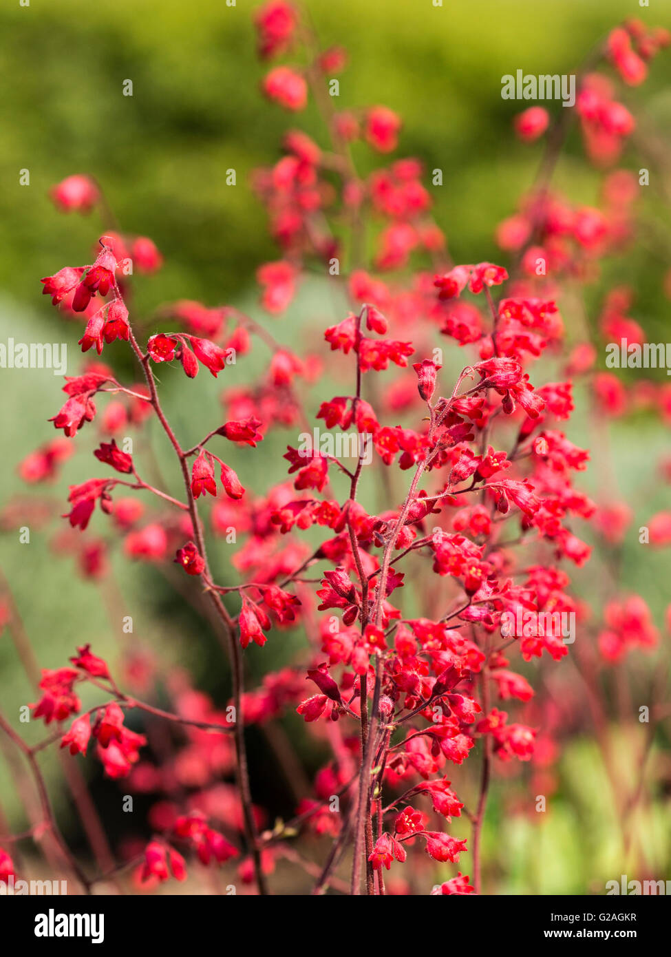 Beautiful vivid red bell shaped flowers of the Heuchera plant ...