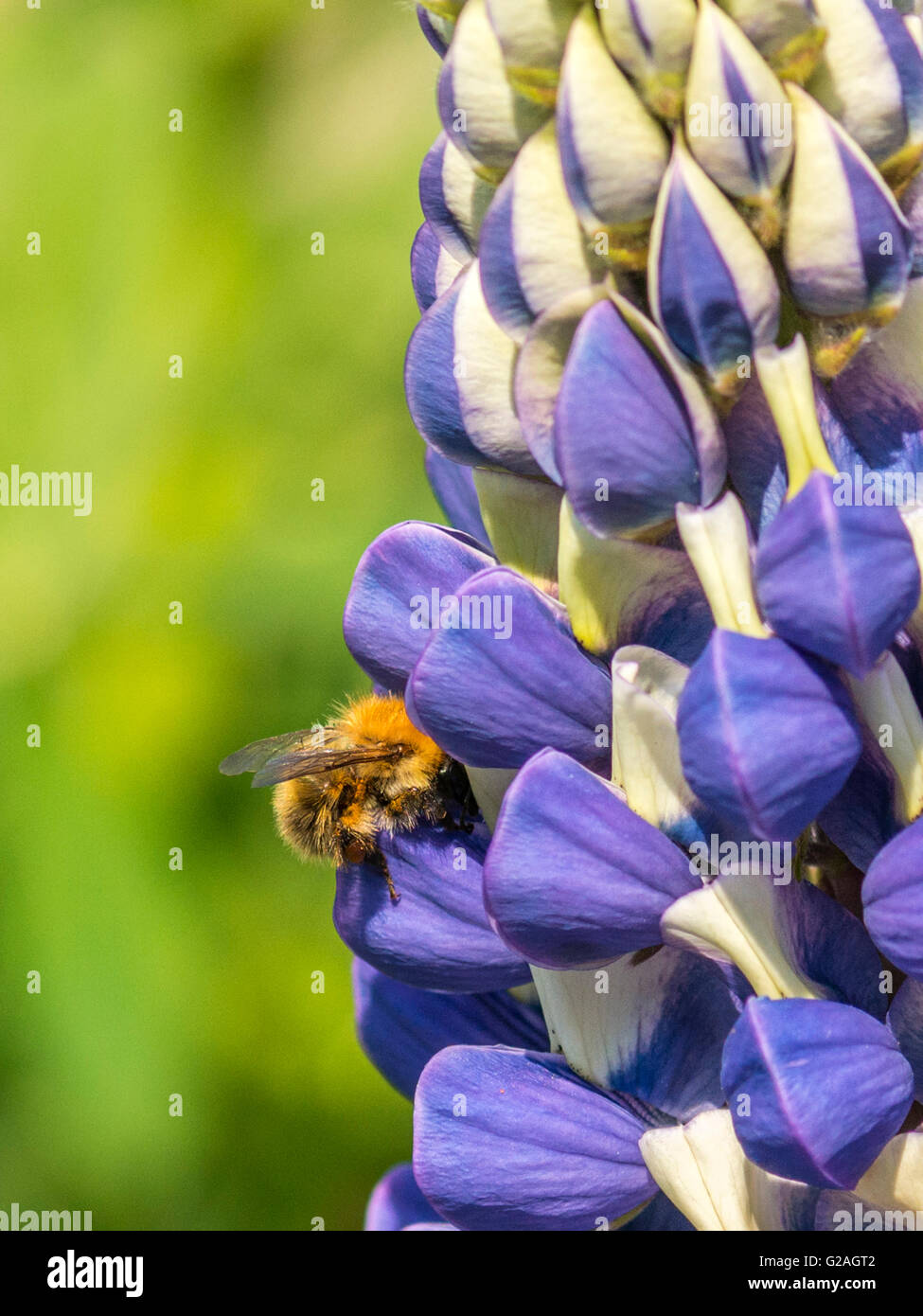 Spring Pollinator, Bumblebee (Bombus) collecting nectar from the vivid ...
