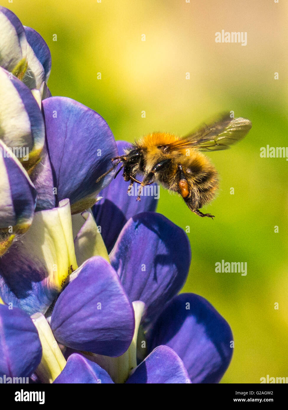 Spring Pollinator, Bumblebee (Bombus) collecting nectar from the vivid ...