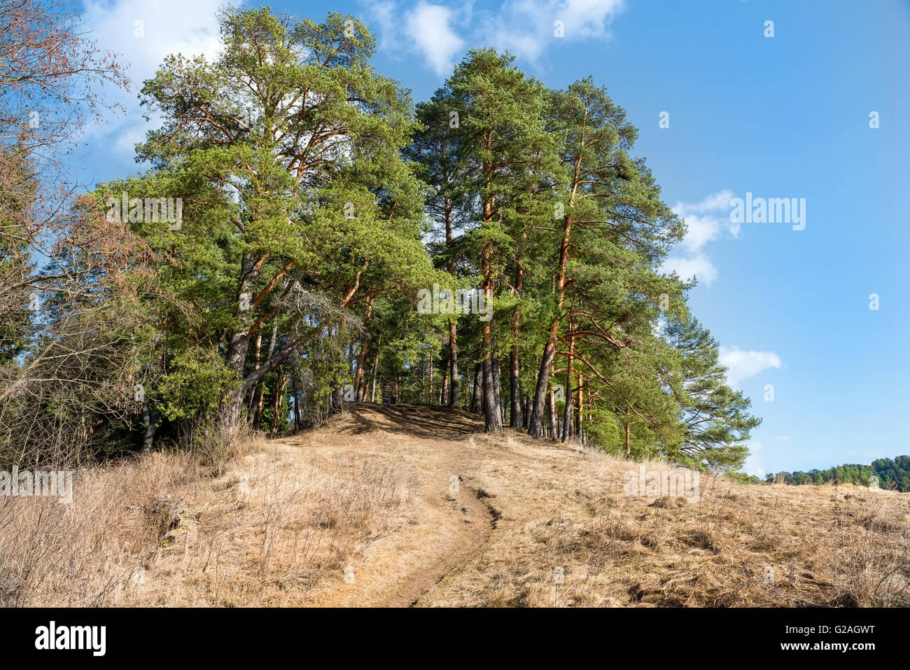 Big beautiful pine trees grow on the big hill above the river Stock ...