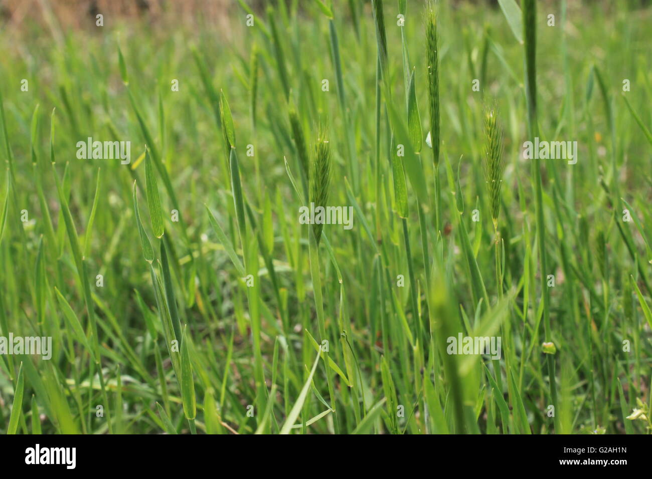 Grass closeup in Georgia Stock Photo - Alamy
