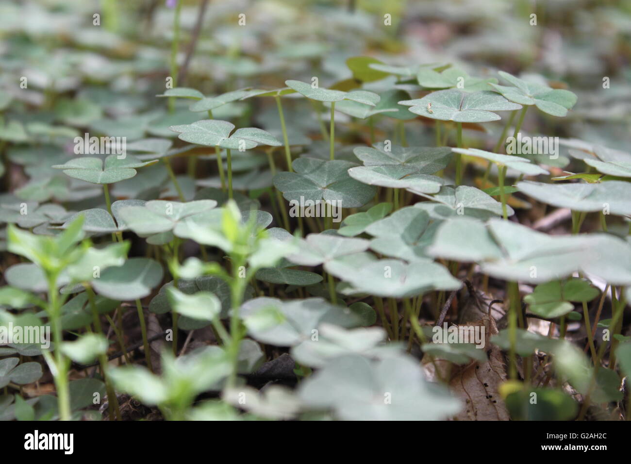 The clover patch Stock Photo - Alamy