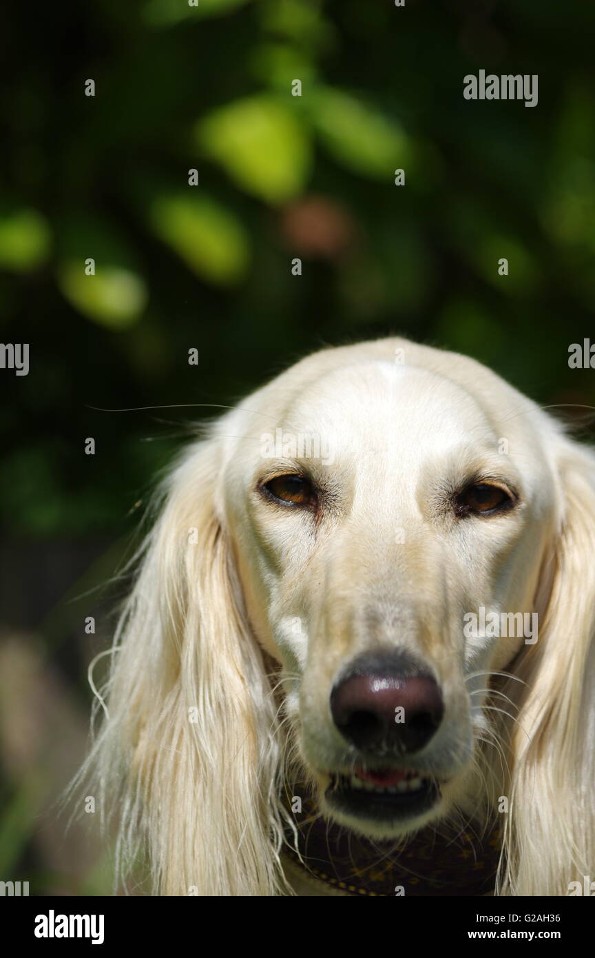 Saluki hunting dog hi-res stock photography and images - Alamy