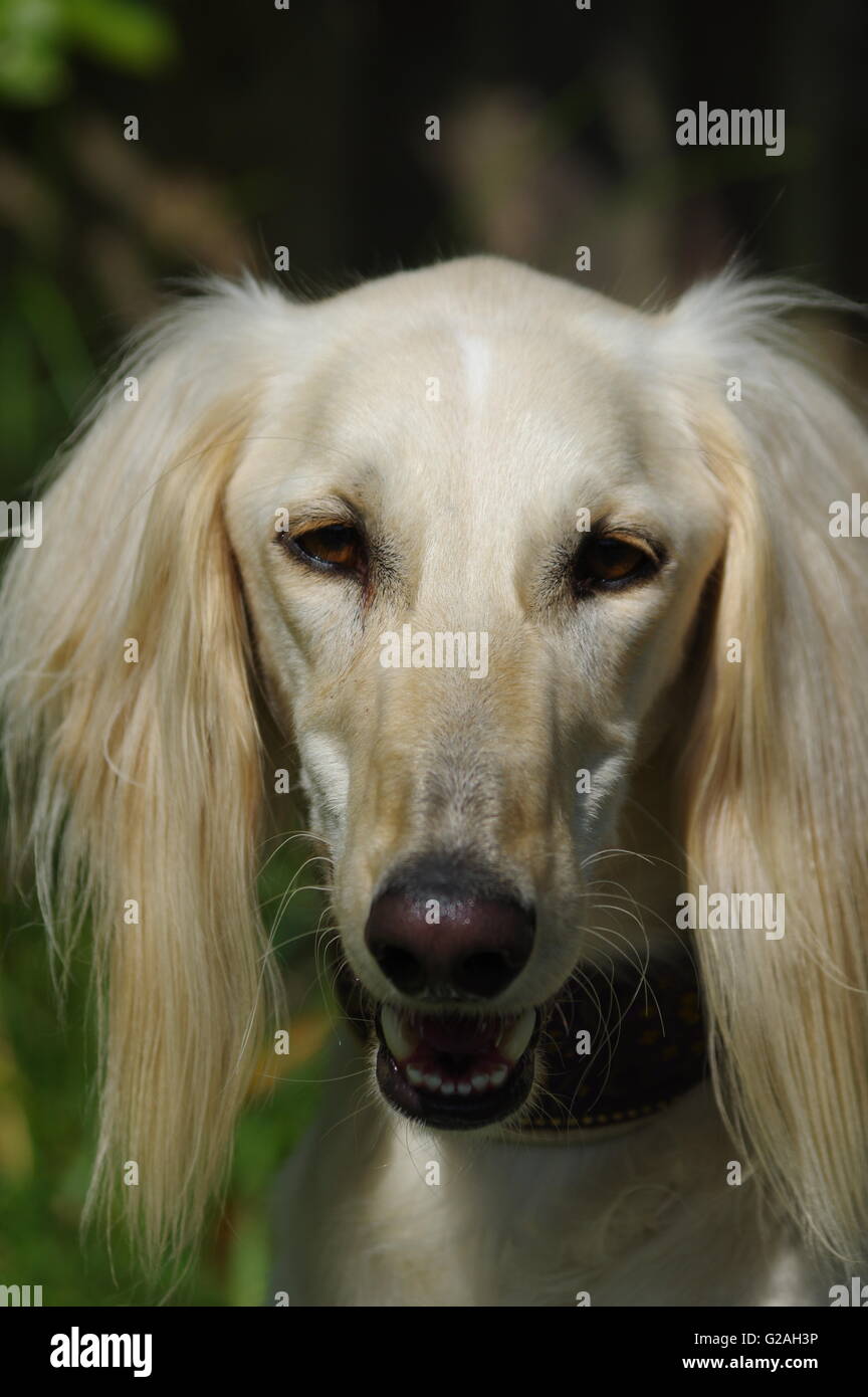 Saluki hi-res stock photography and images - Alamy