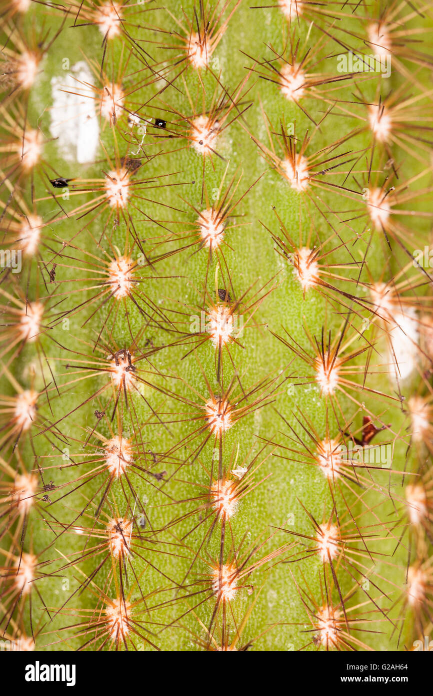 green cactus background Stock Photo - Alamy