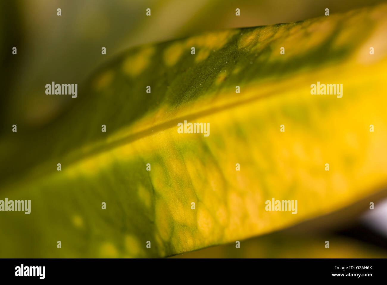 Old red dead leaf hi-res stock photography and images - Alamy
