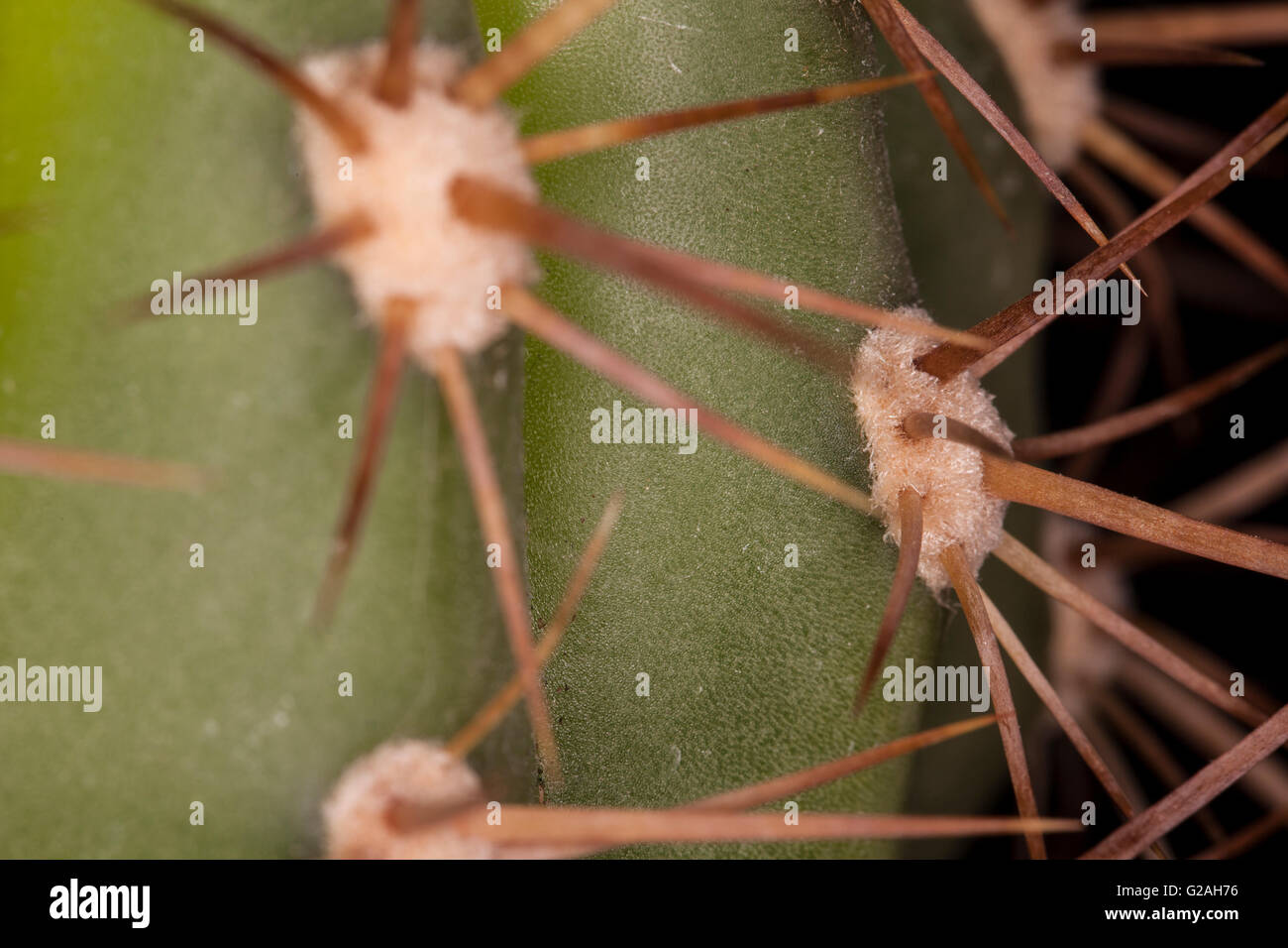 green, cactus needle background Stock Photo - Alamy