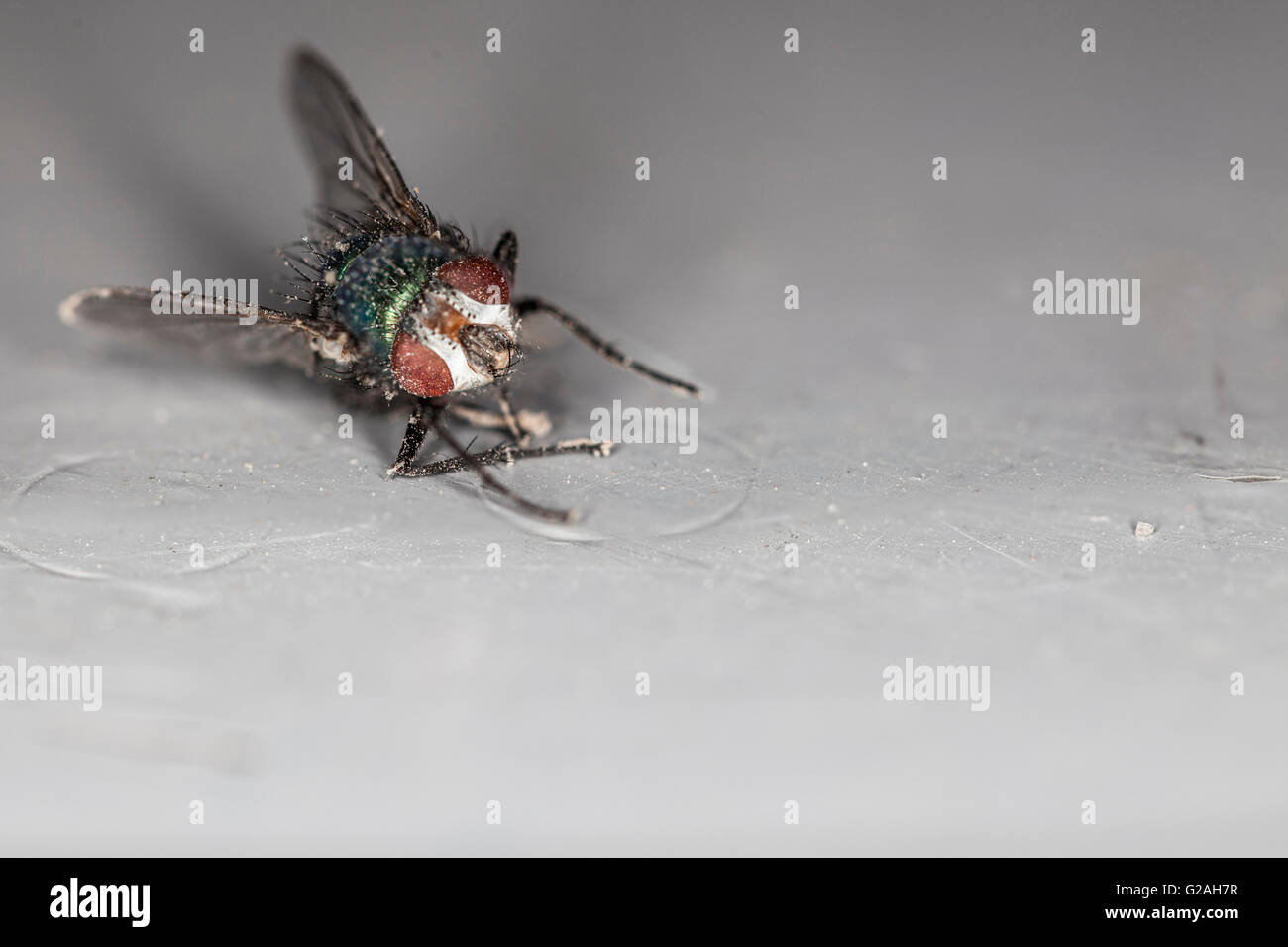 Fly eaten by plant hi-res stock photography and images - Alamy