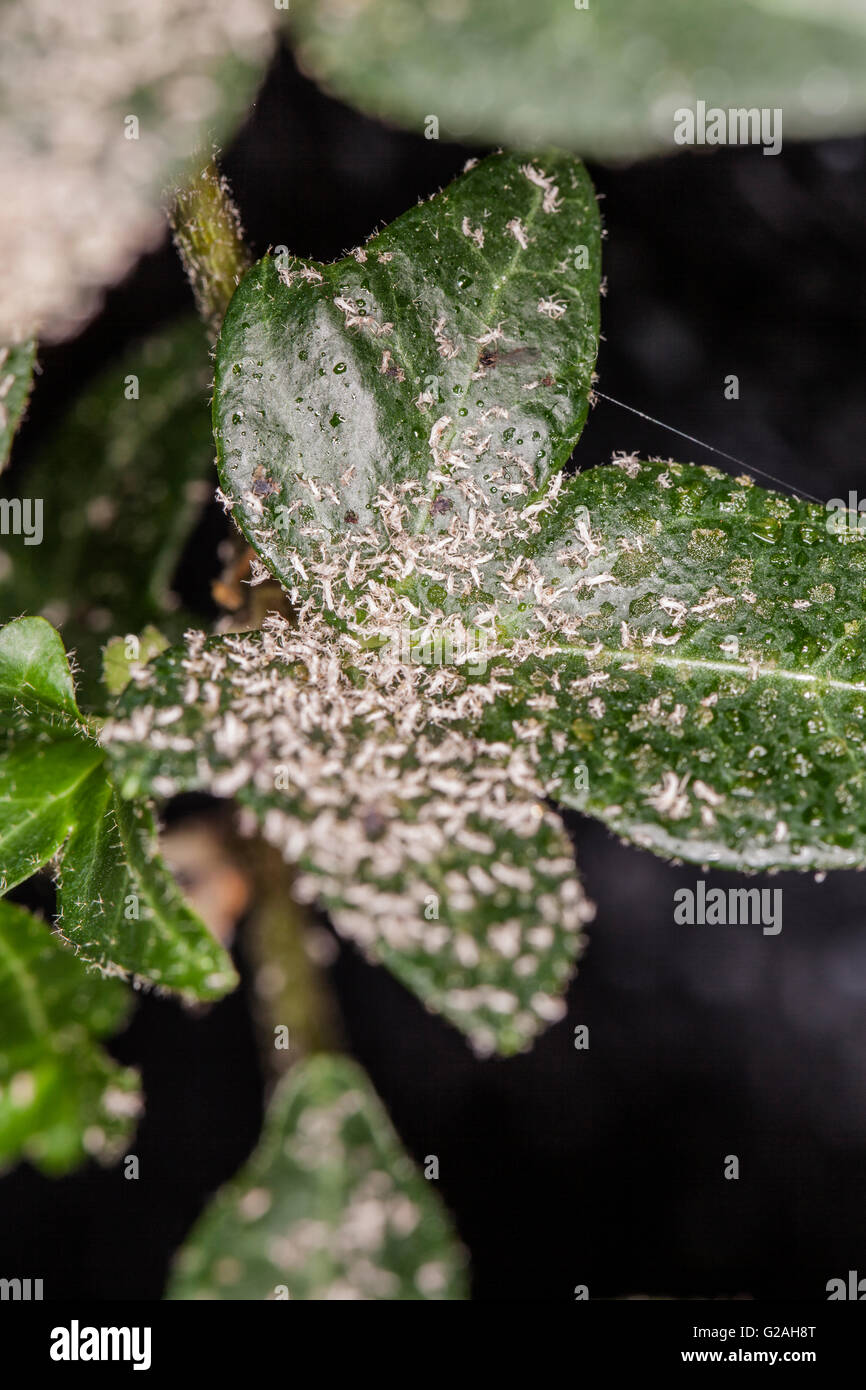 insect on leaf Stock Photo - Alamy