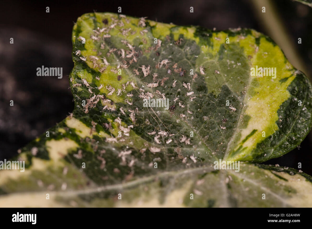 Homopterous insect hi-res stock photography and images - Alamy