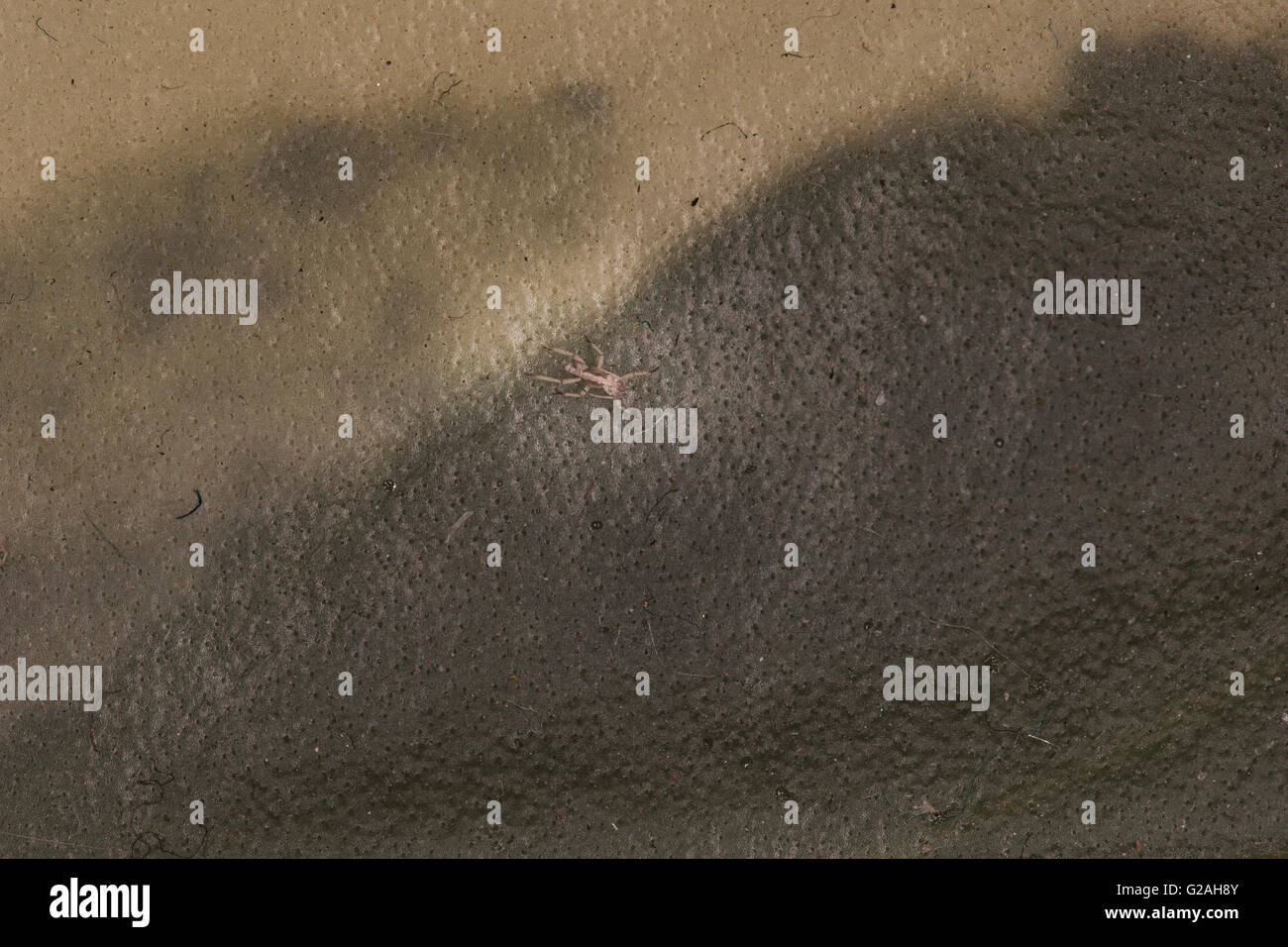 Homopterous insect hi-res stock photography and images - Alamy