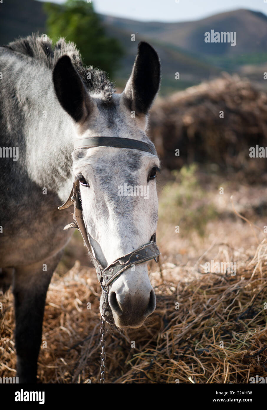 Large gray donkey Stock Photo - Alamy