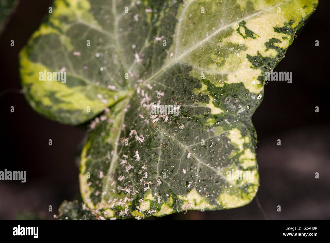 leaf with insects Stock Photo - Alamy