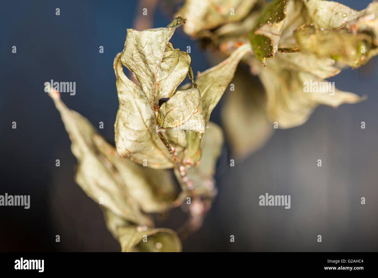few withered leaves Stock Photo - Alamy
