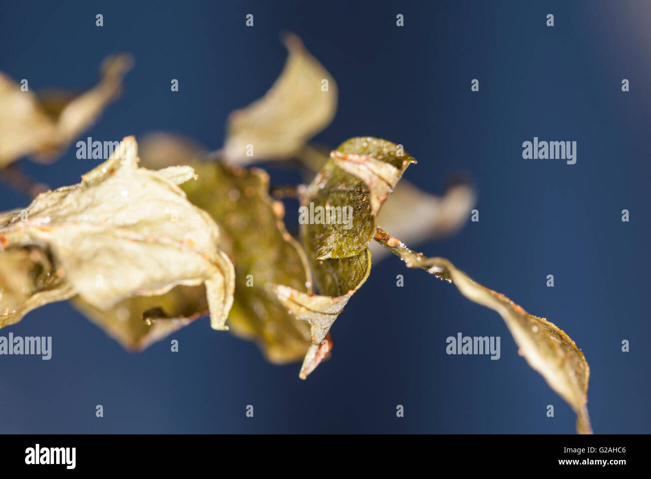 Rotten leaves hi-res stock photography and images - Alamy