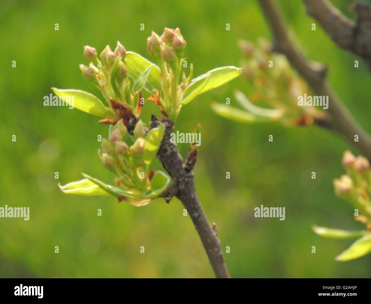green blossom tree Stock Photo - Alamy