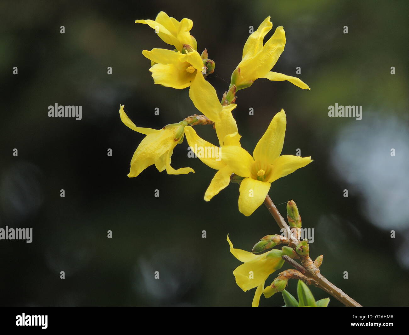 Forsythia bush hi-res stock photography and images - Alamy