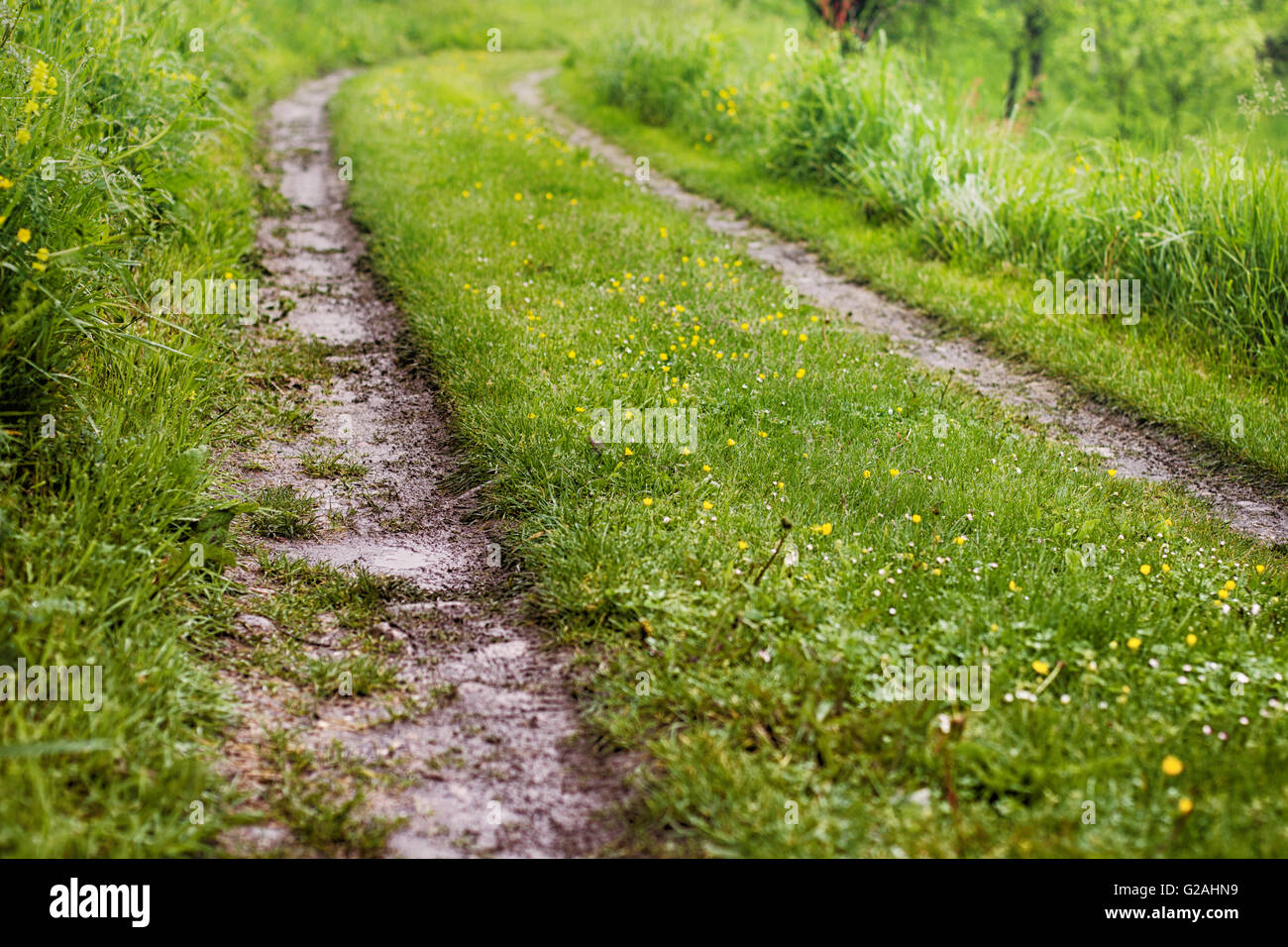 Rural muddy way through green field after rain at daylight springtime ...