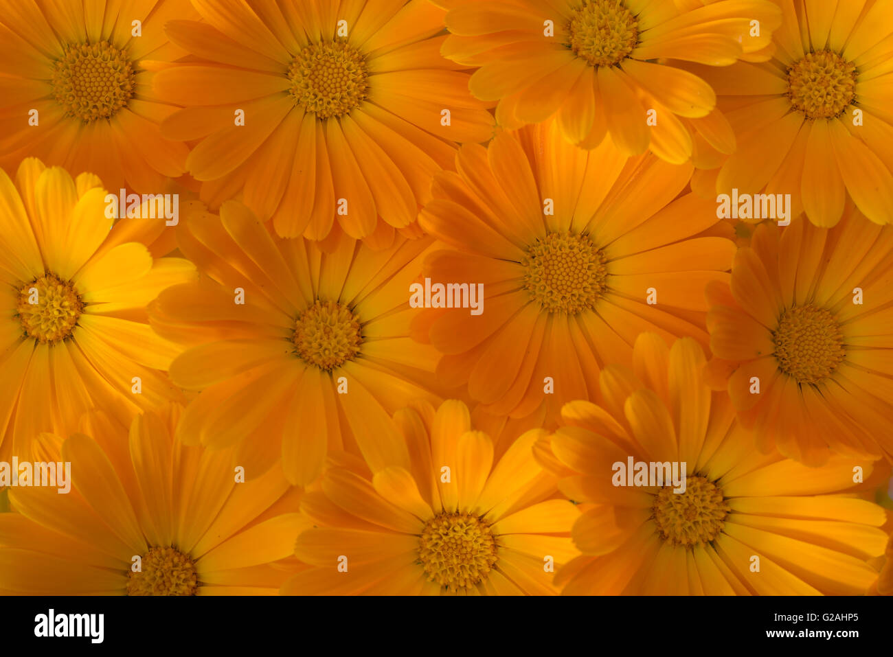 Marigold or calendula background Stock Photo - Alamy
