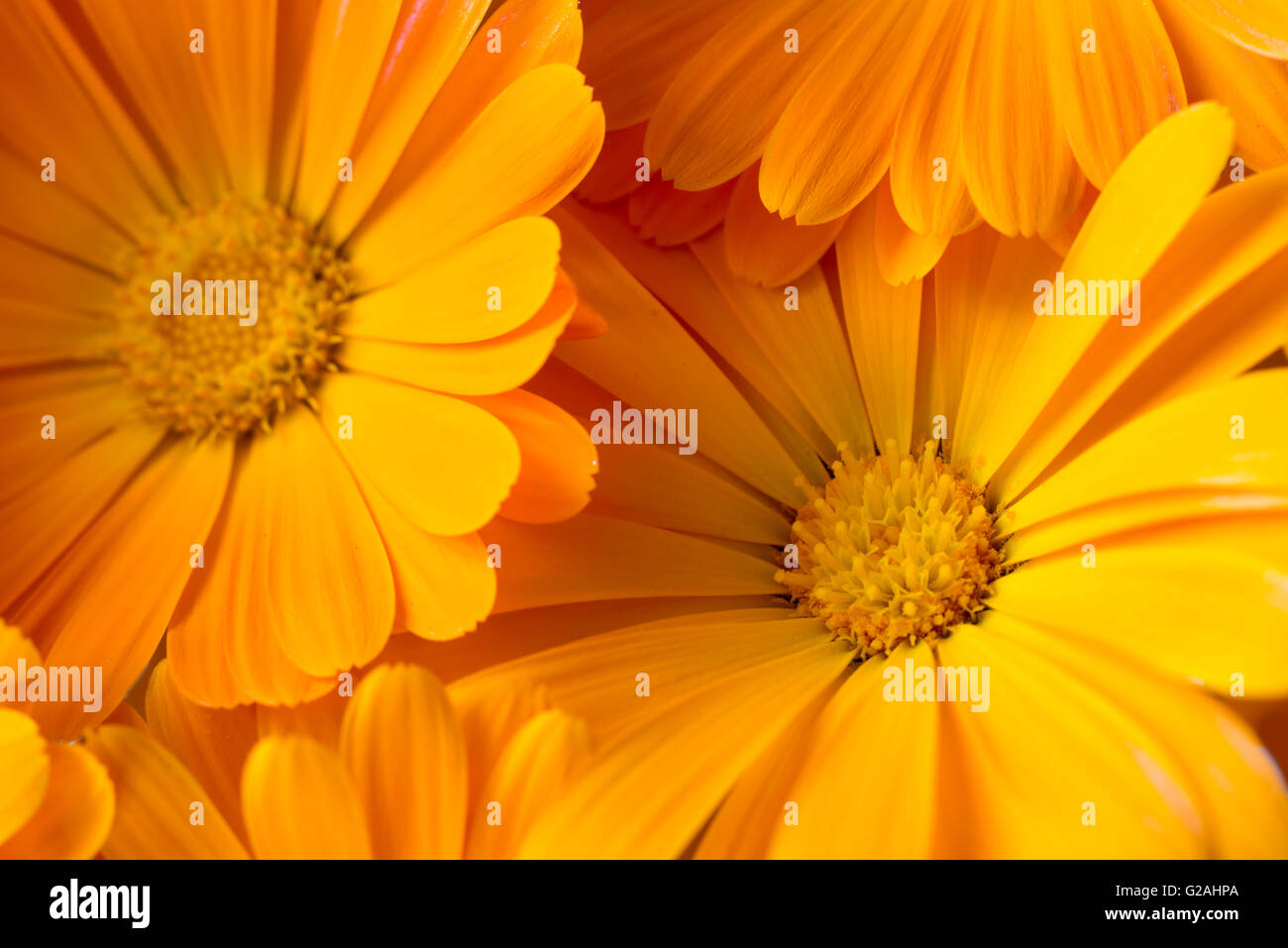 Marigold or calendula background Stock Photo - Alamy
