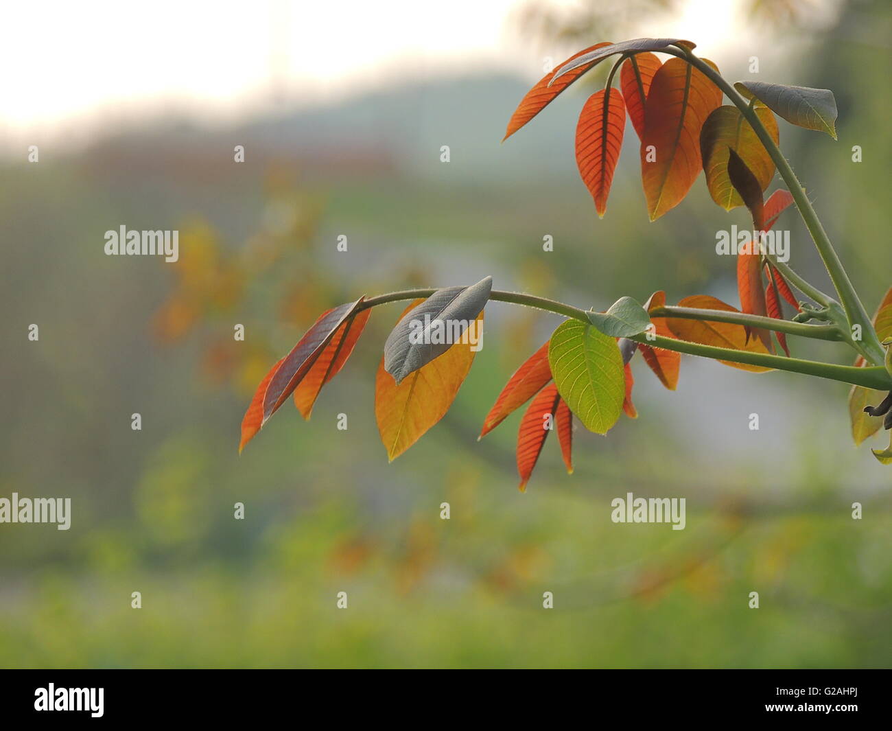 Walnut tree autumn leaves hi-res stock photography and images - Alamy