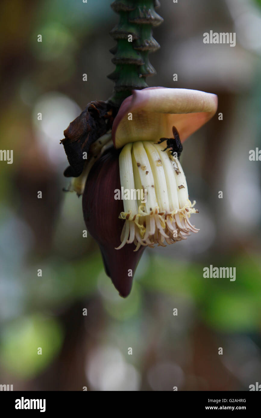 Plants in primary rainforest by native village and Huaorani Ecolodge ...