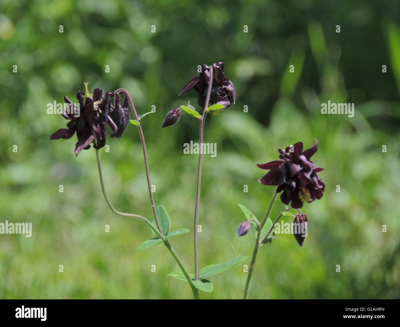 Brown herb hi-res stock photography and images - Alamy