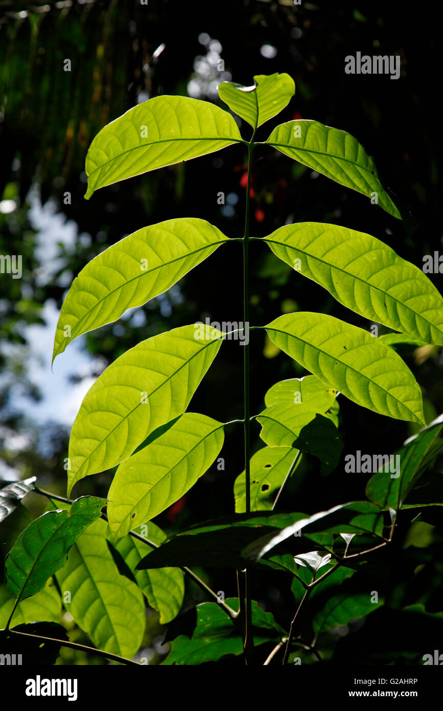Plants in primary rainforest by native village and Huaorani Ecolodge ...