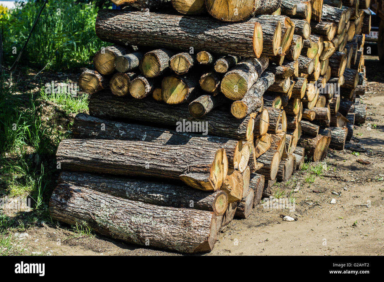 Pile of cut trees ready for winter season Stock Photo - Alamy